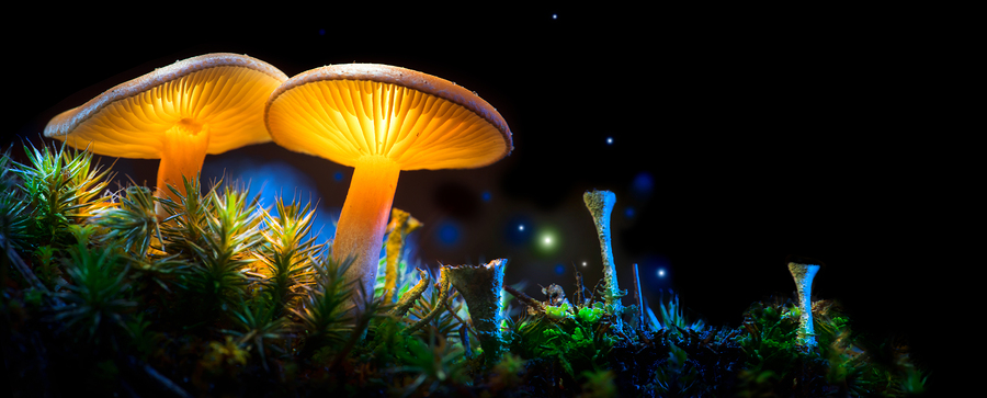 Mushroom. Fantasy Glowing Mushrooms in mystery dark forest close | Dani ...
